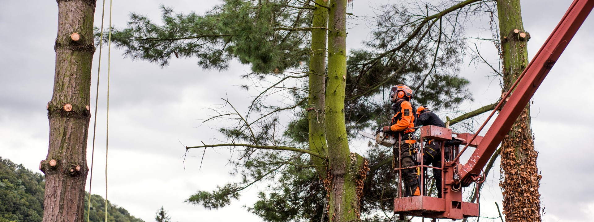 Entreprise Spécialisée en Arboriculture au Québec - Entreprise ...